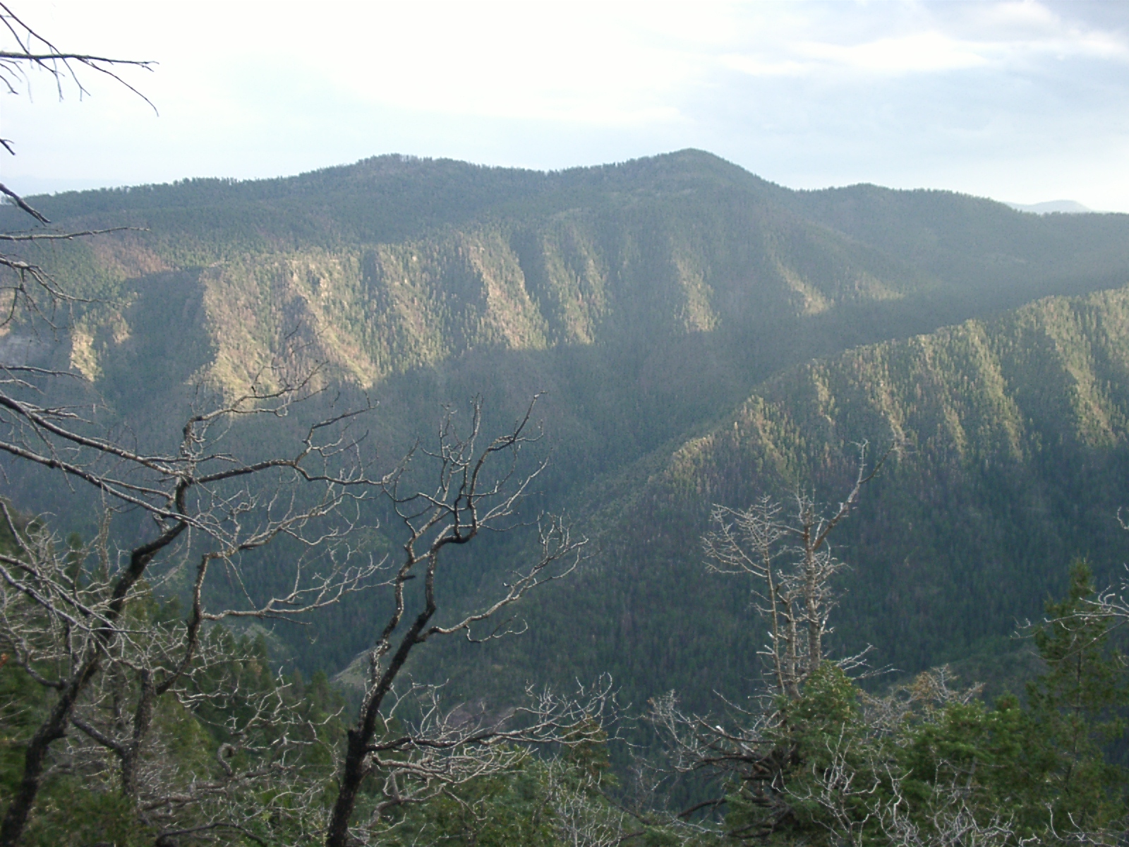 Steeple Trail #73 - Blue Range, AZ | HikeArizona
