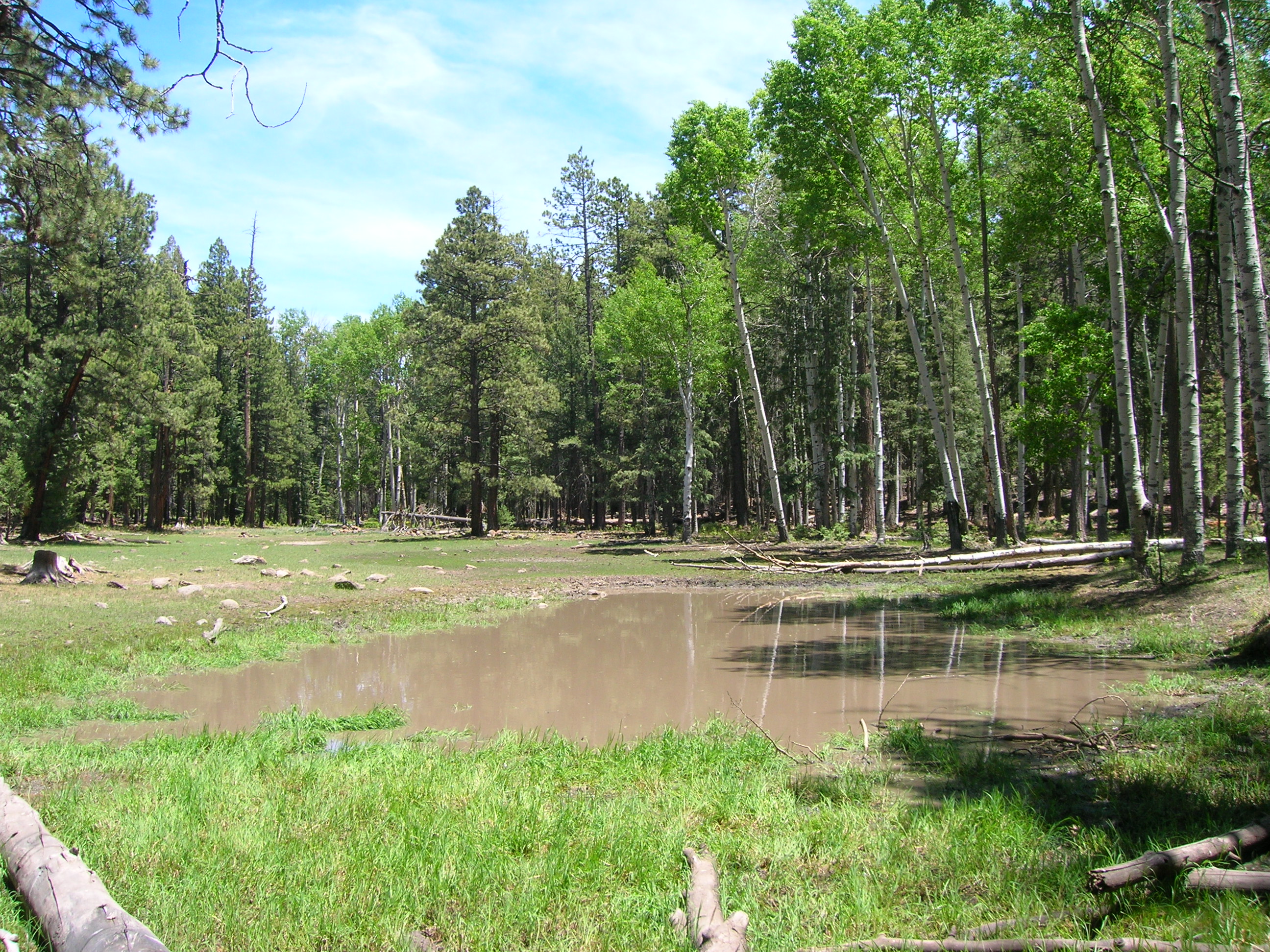 Upper Grant Creek Trail #65 - Blue Range, AZ | HikeArizona