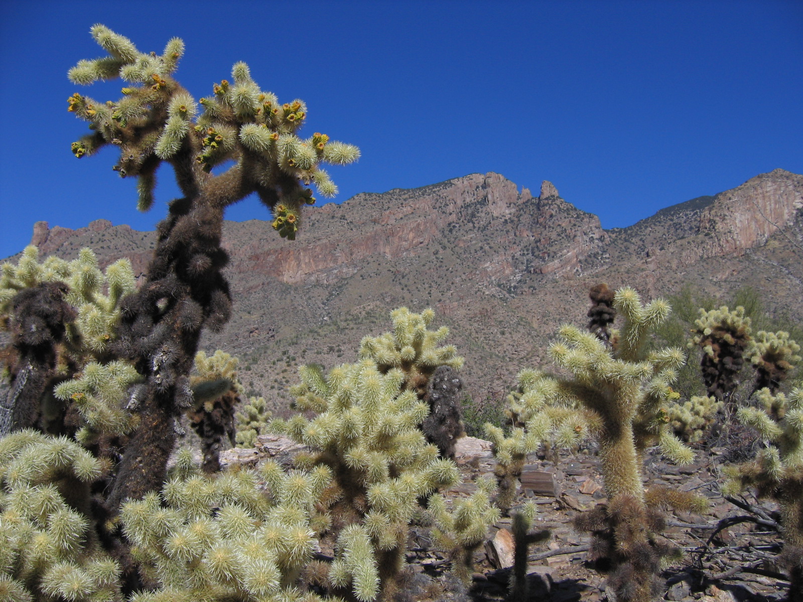 Garnet Trail #411, AZ | HikeArizona
