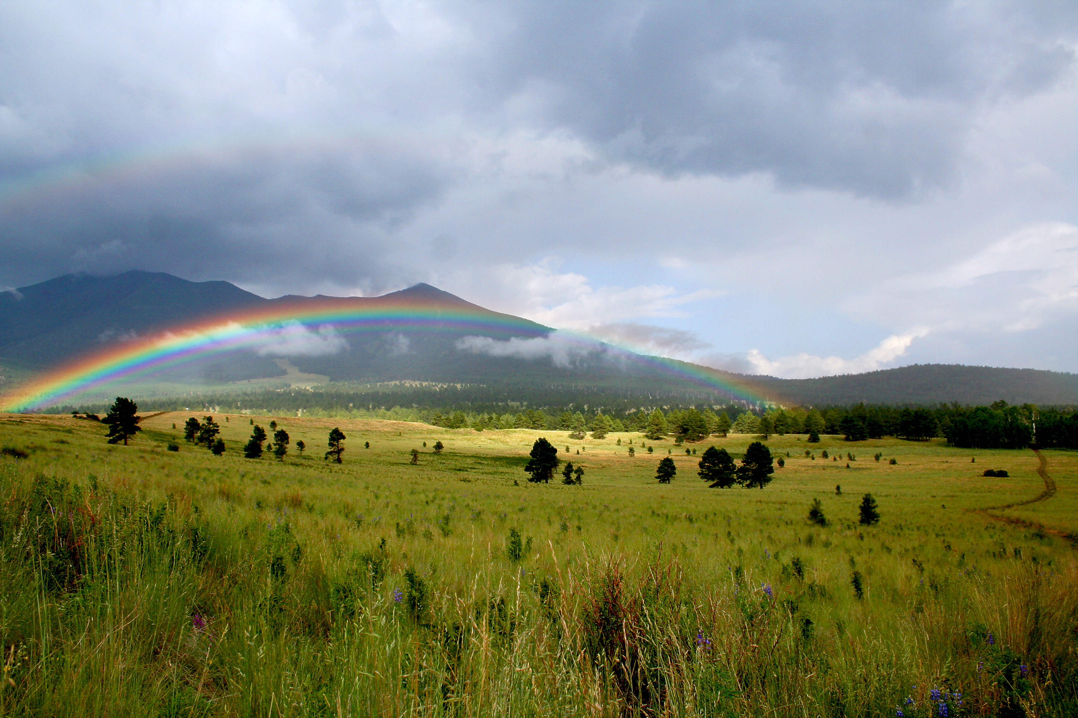 Hart Prairie, AZ | HikeArizona