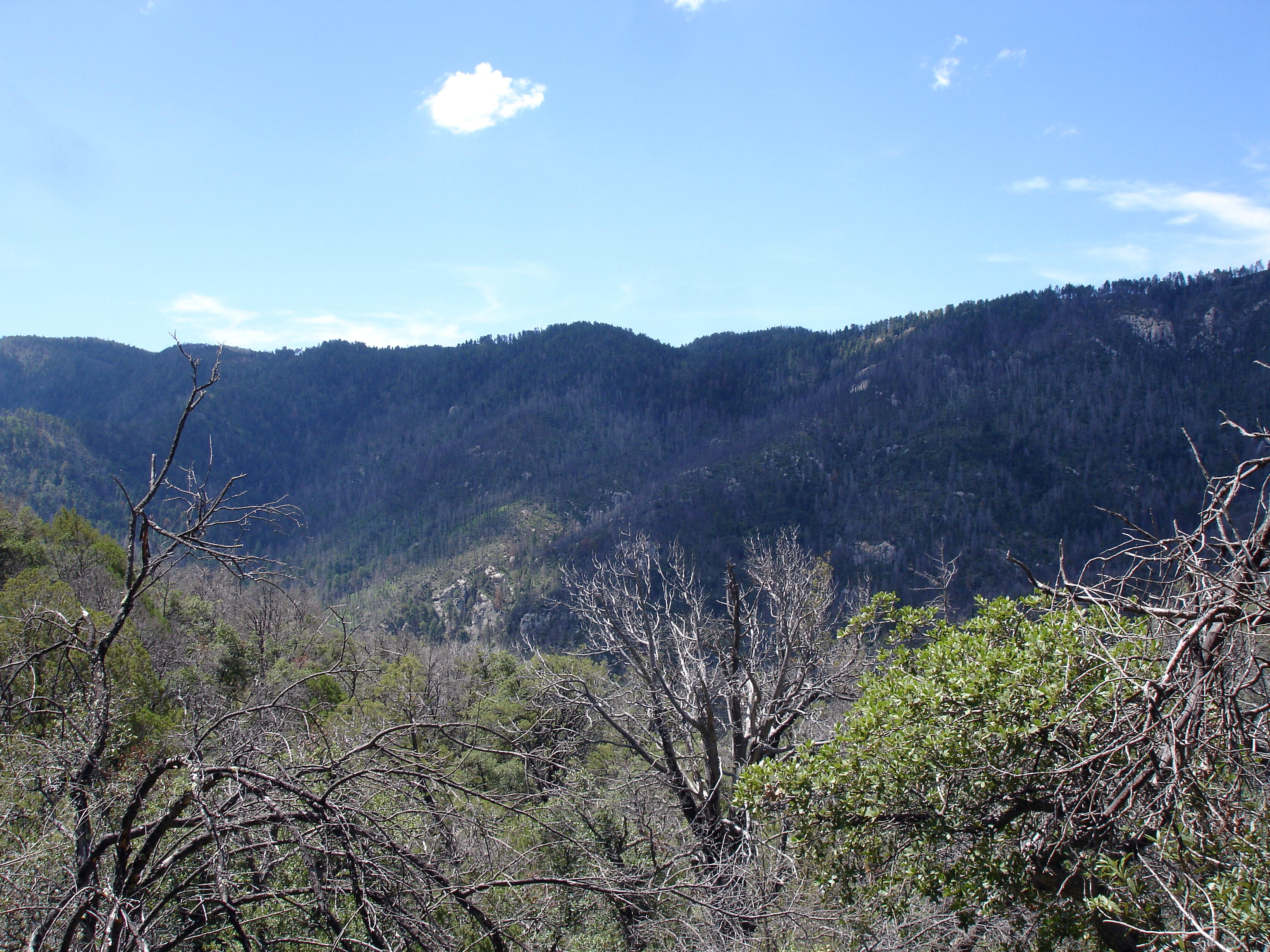 Crystal Spring Trail #17, AZ | HikeArizona