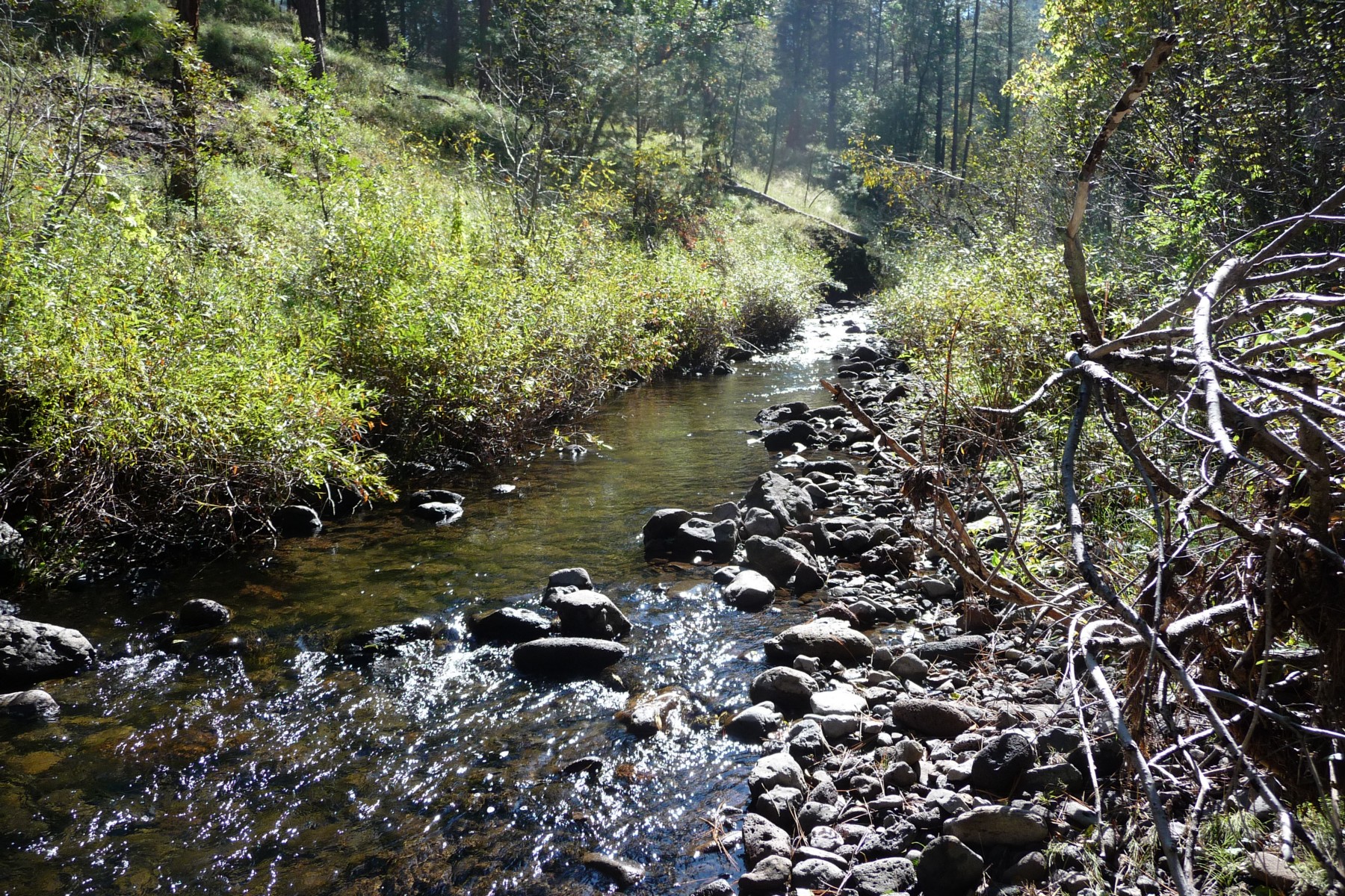 Bear Wallow Trail #63 • Hiking • Arizona