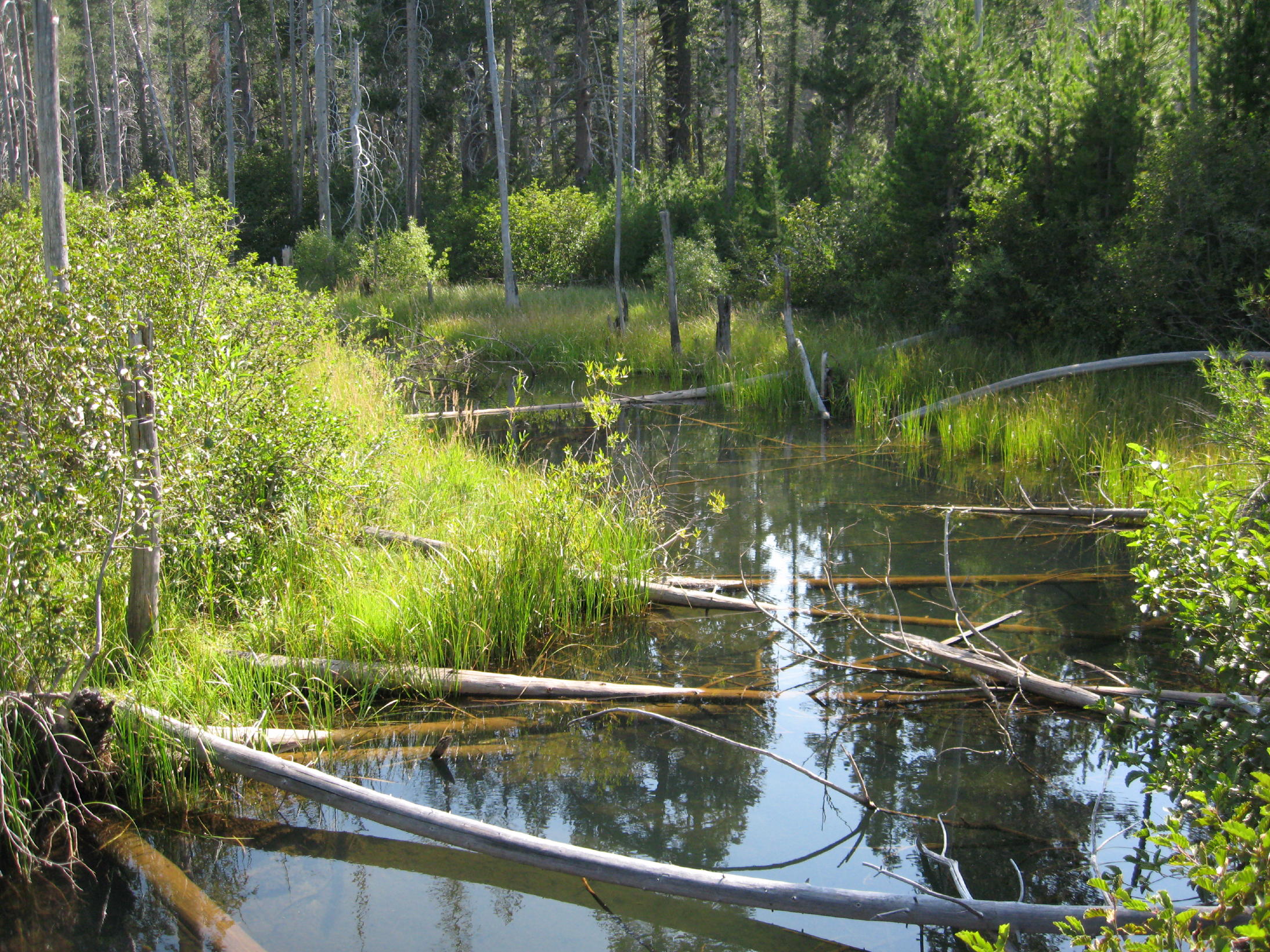 Sand Pond Loop, CA • Hike