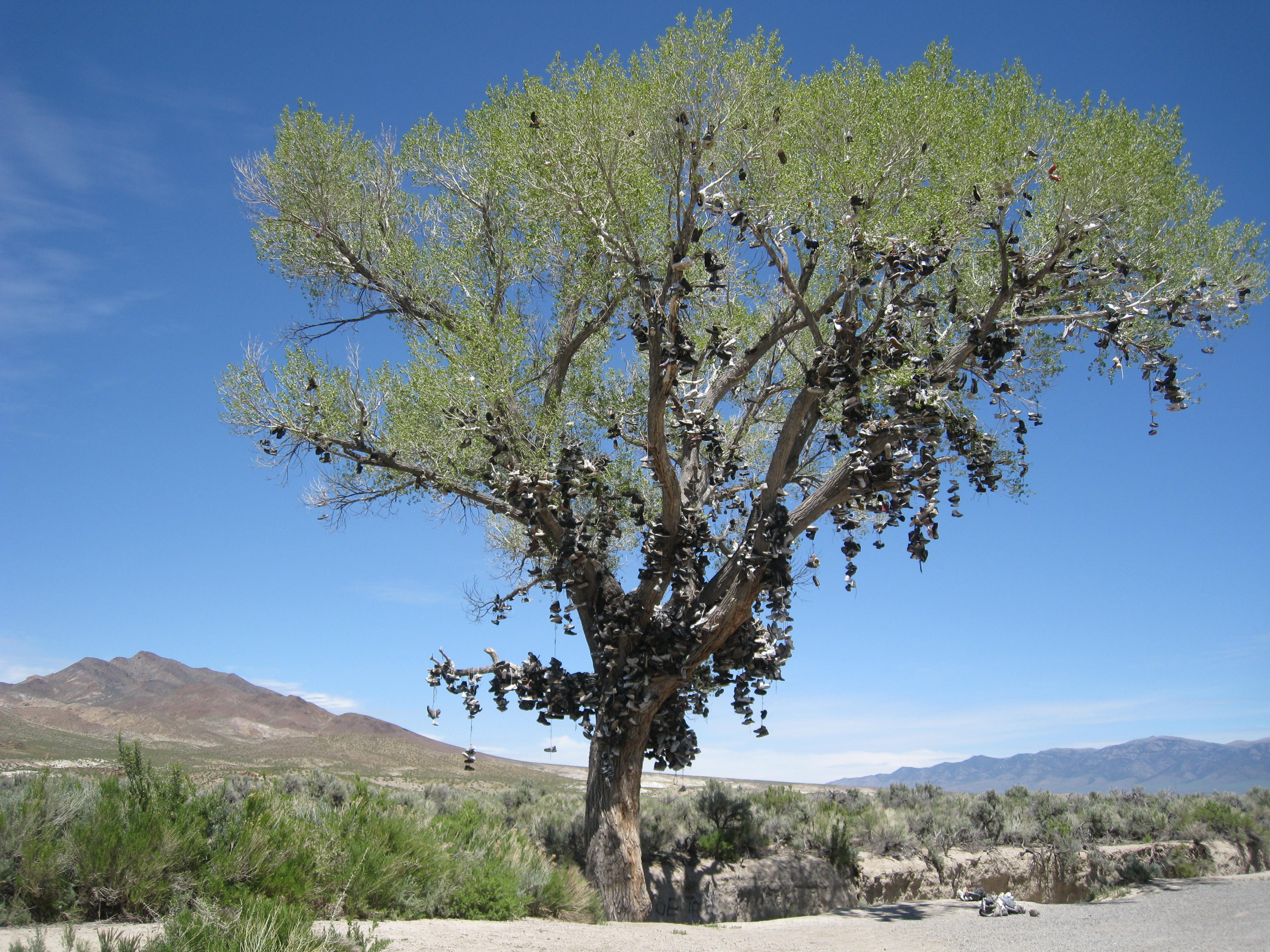 Shoe Tree, NV • Hike