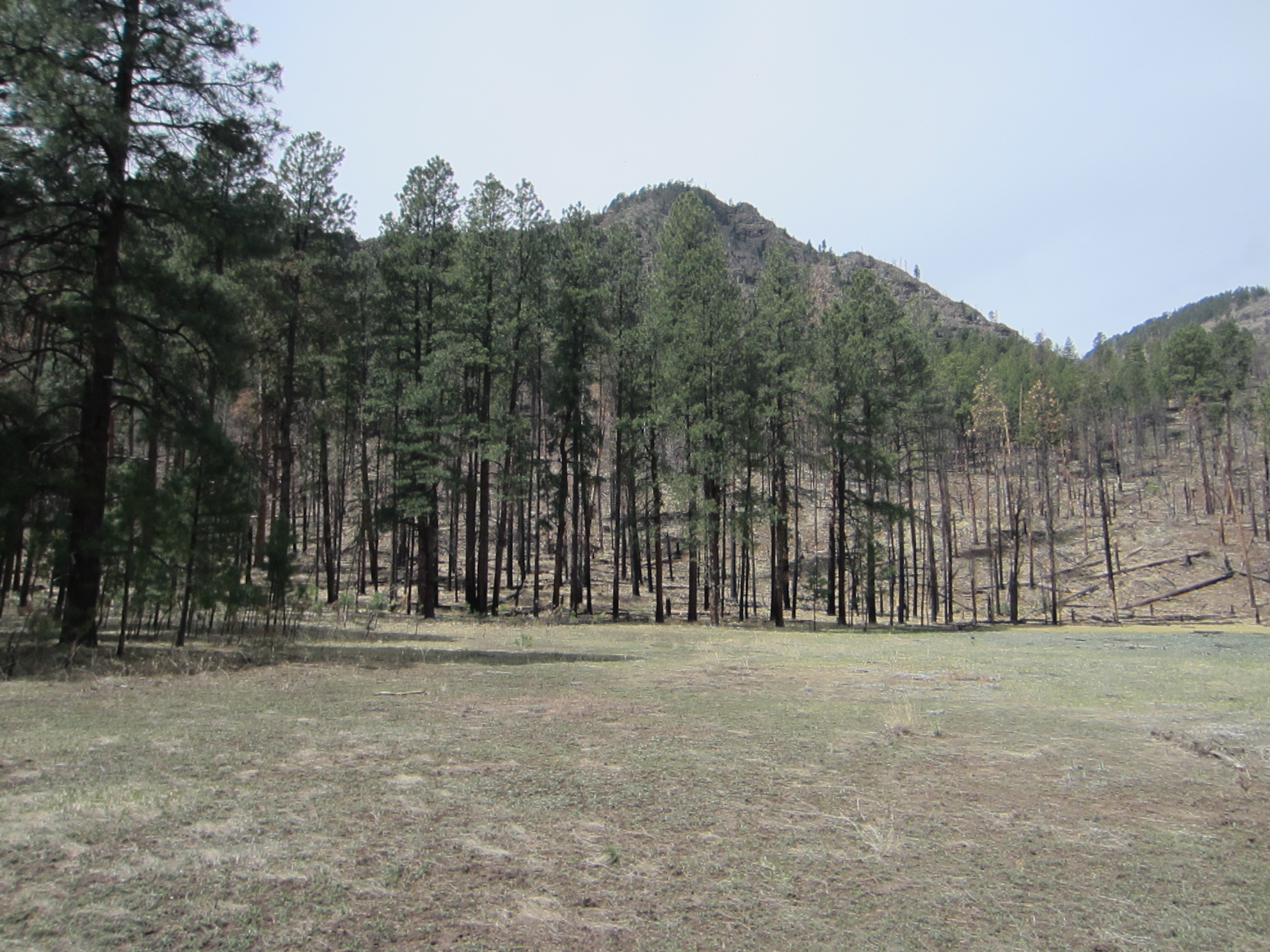 Moonshine Park - Blue Range, AZ | HikeArizona
