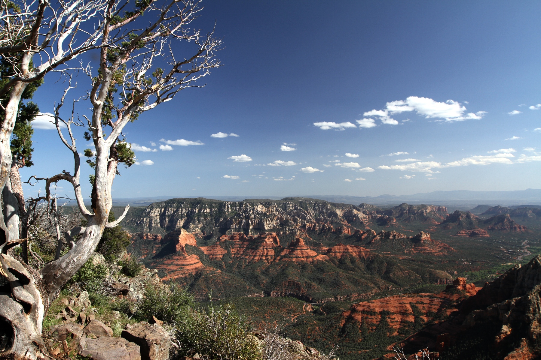 Wilson Mountain Trail #10, AZ | HikeArizona