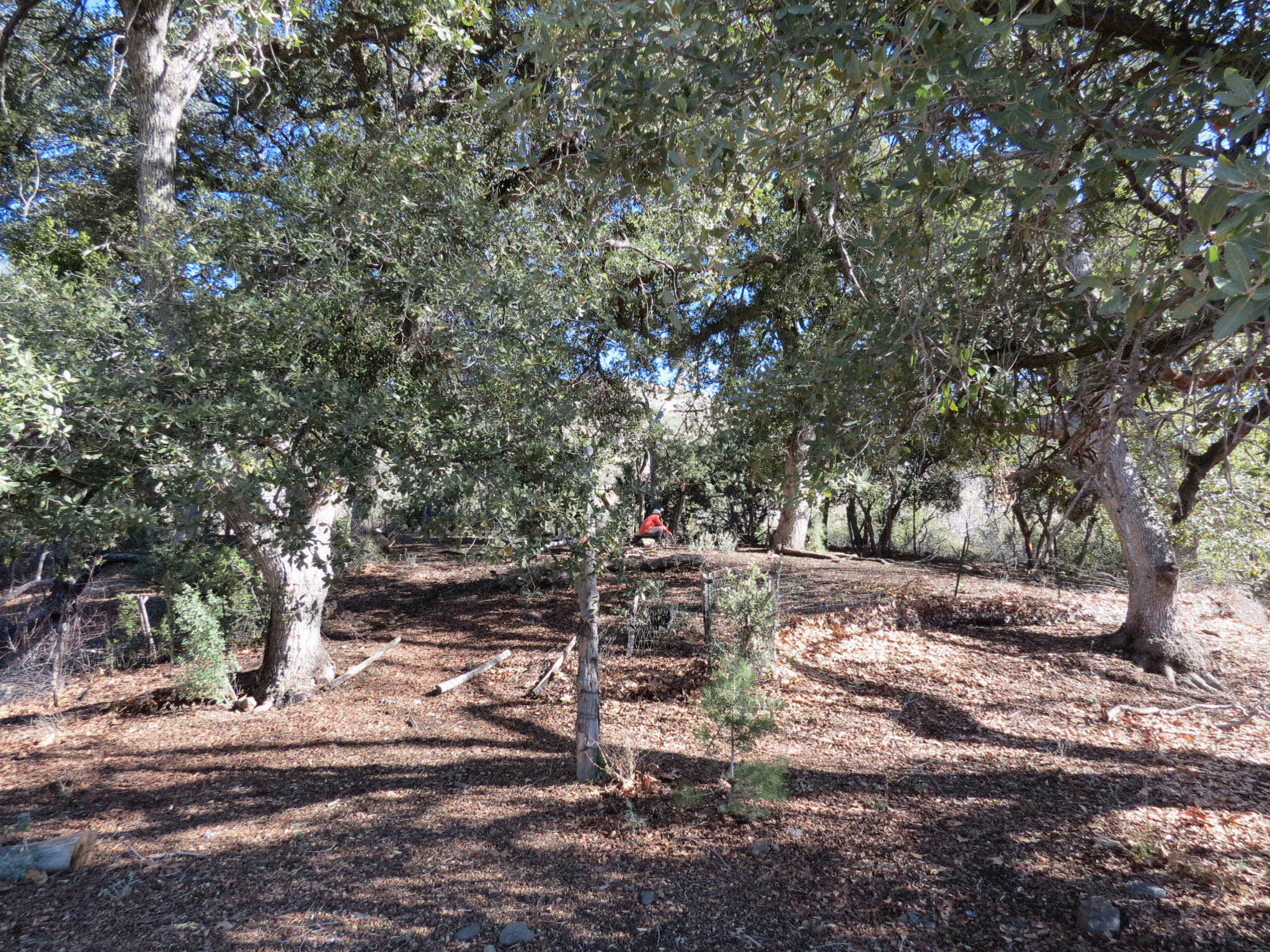 Sheep Bridge / Mountain Spring Loop, AZ | HikeArizona