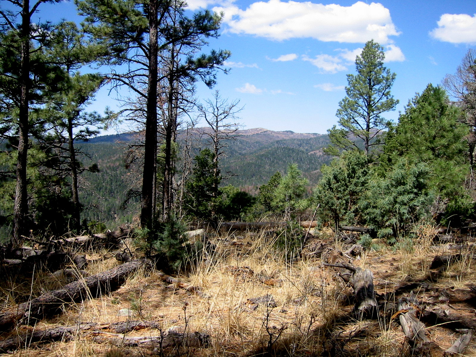 Grindstone Trail #91, NM • Hike