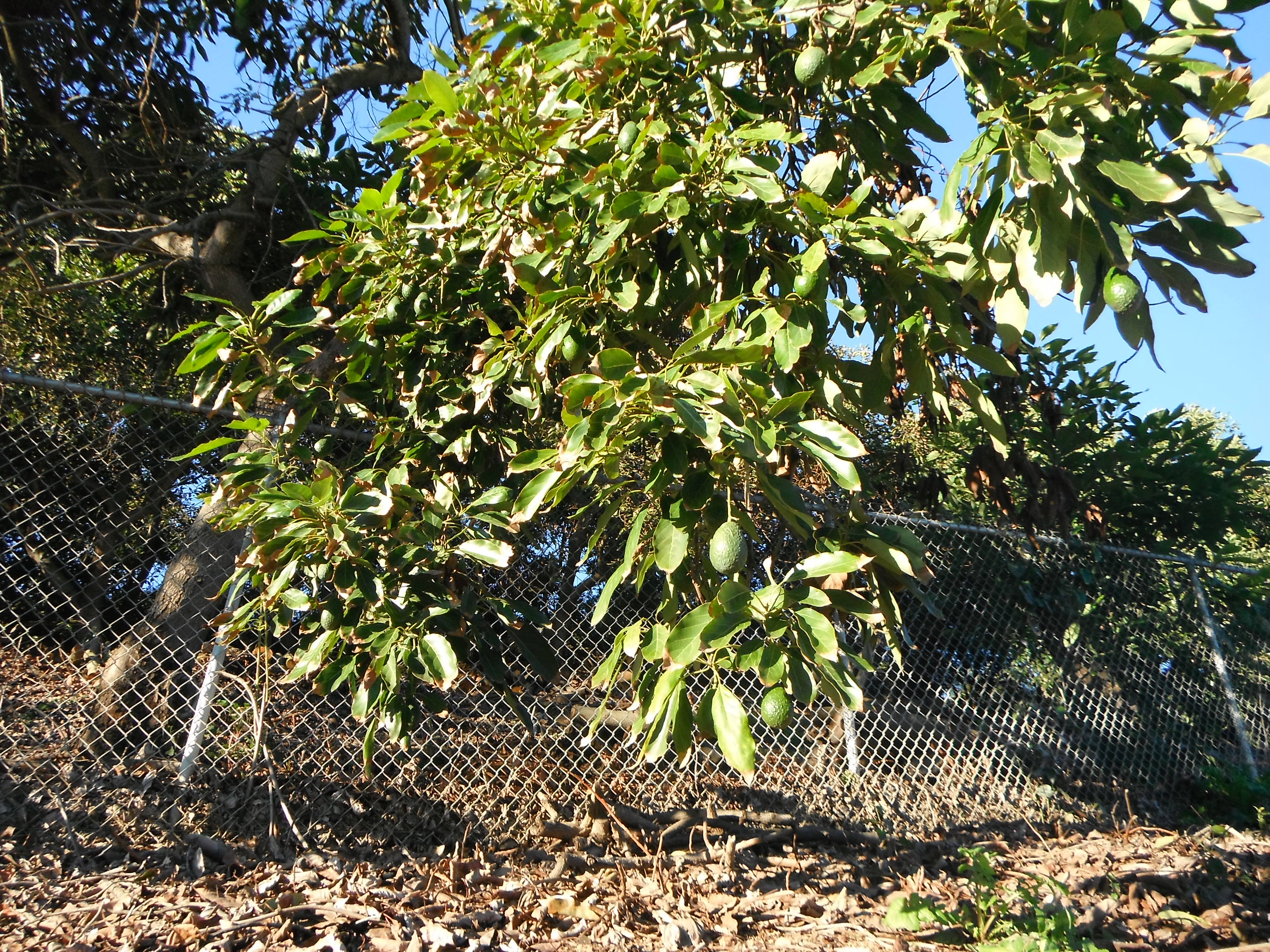 McNally Guacamole, CA • Walk/tour