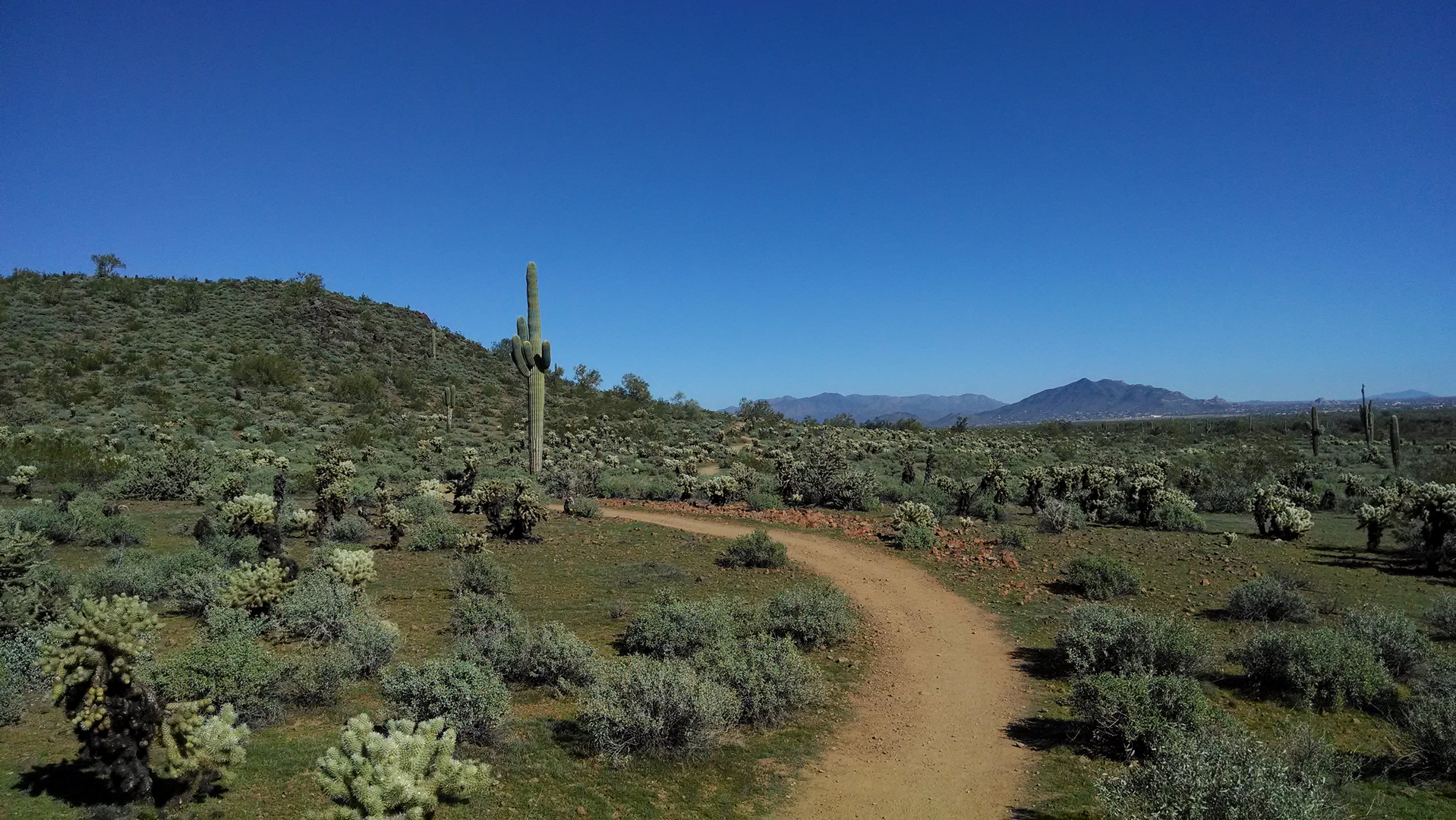 Badger Brawl Trail - Sonoran Preserve North, AZ | HikeArizona