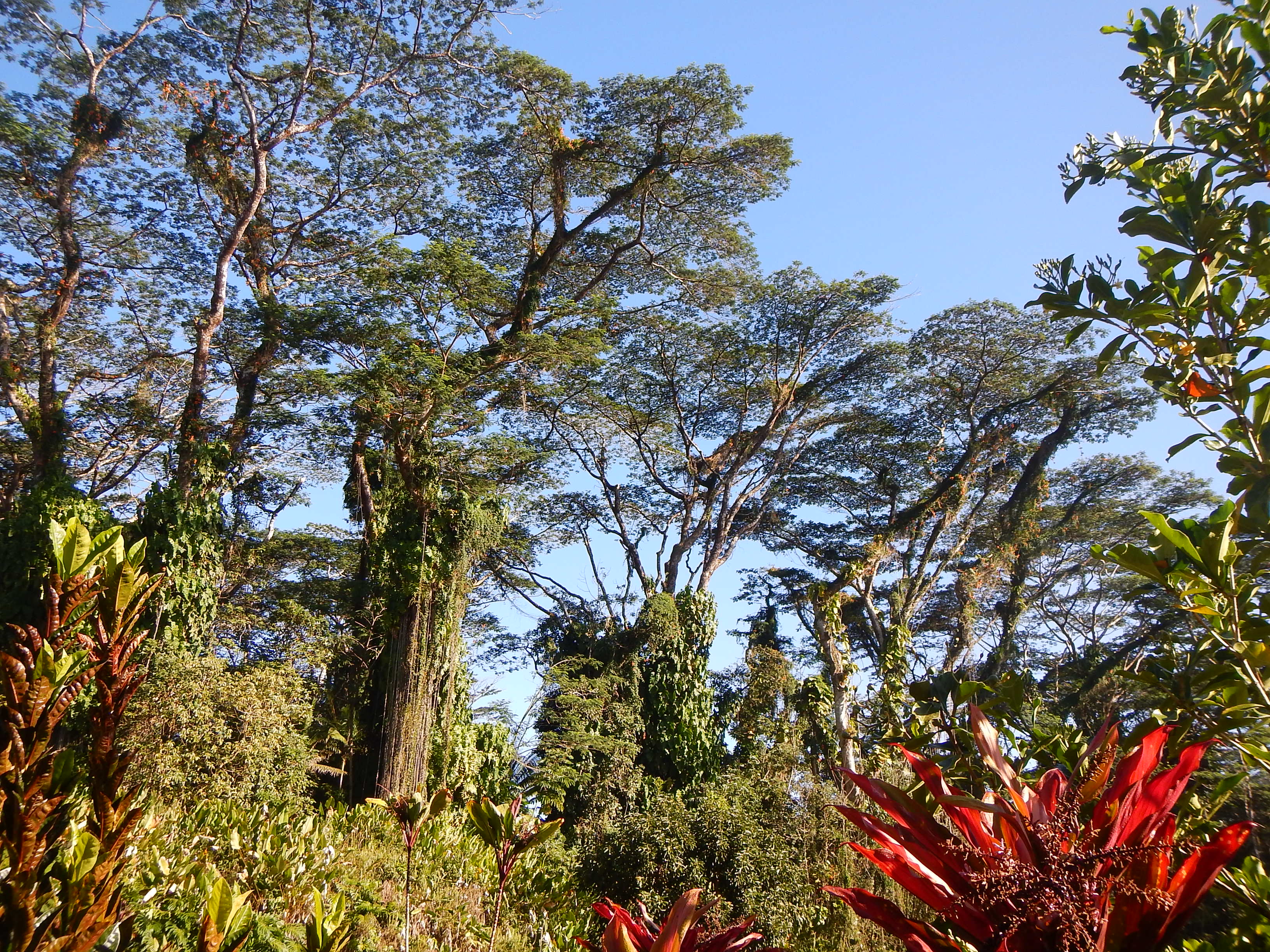 Lava Tree State Monument Trail, HI • Hike
