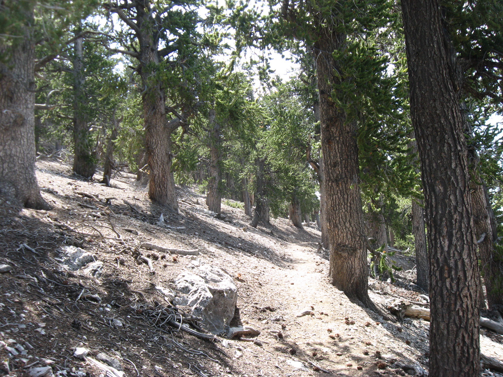 Bonanza Trail, NV • Hike