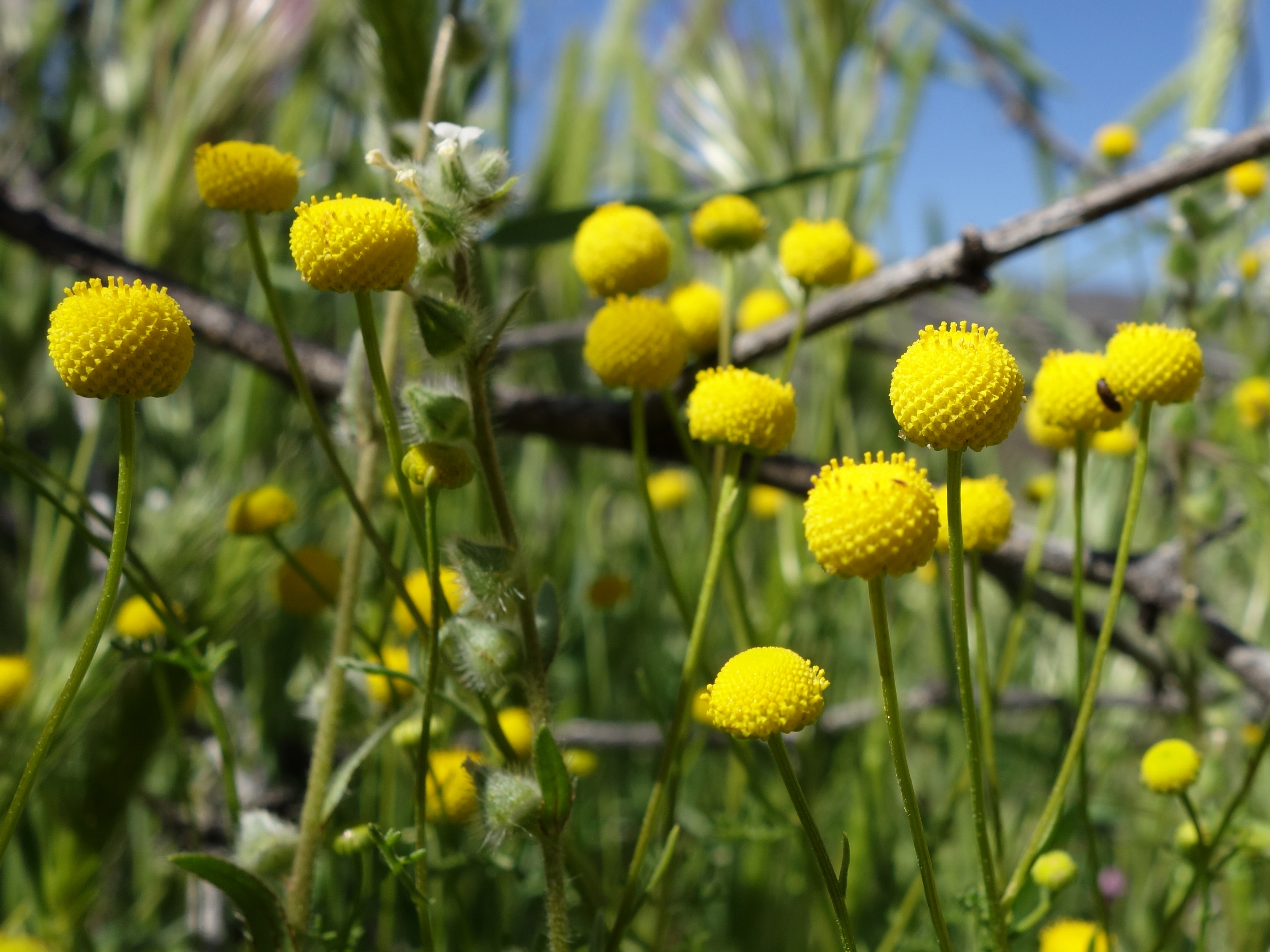 Cave Creek Indian Ruins at Chalk Canyon, AZ | HikeArizona