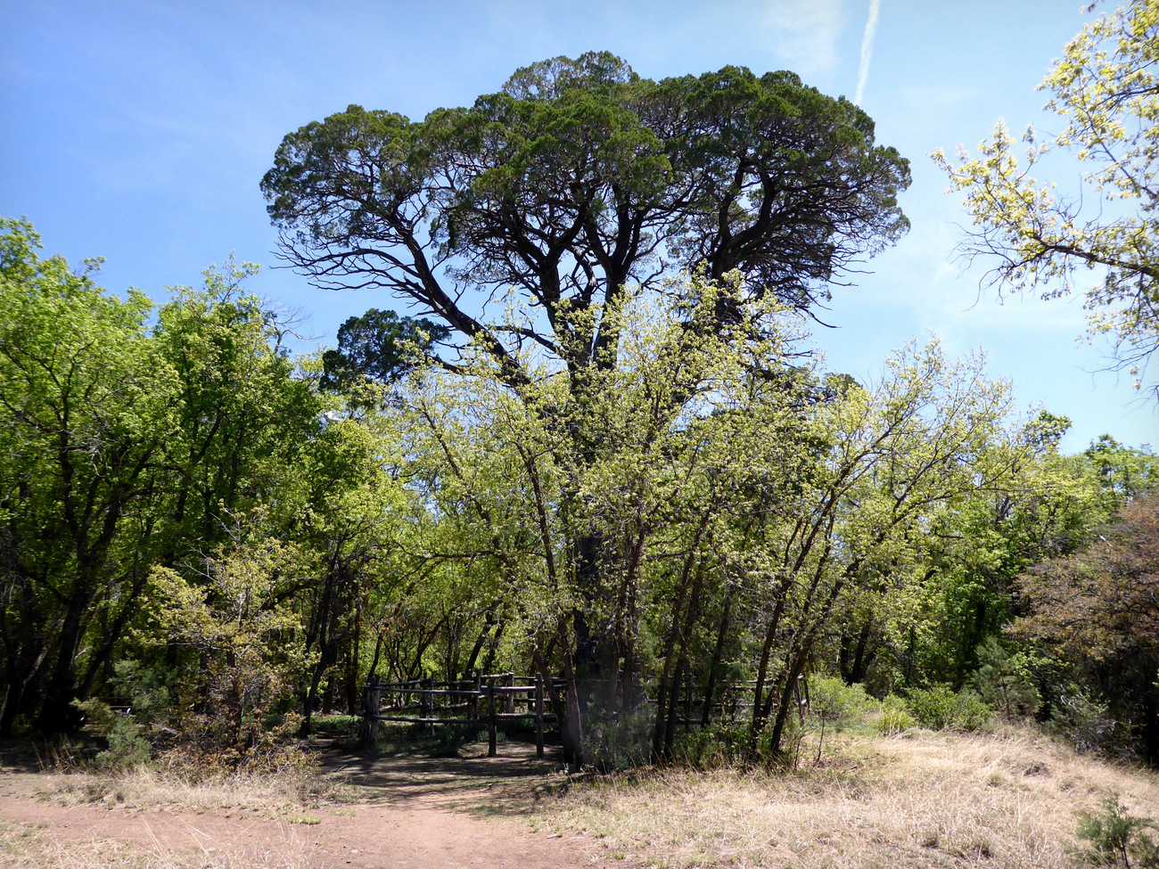 Fort Bayard Champion Tree, NM • Hike