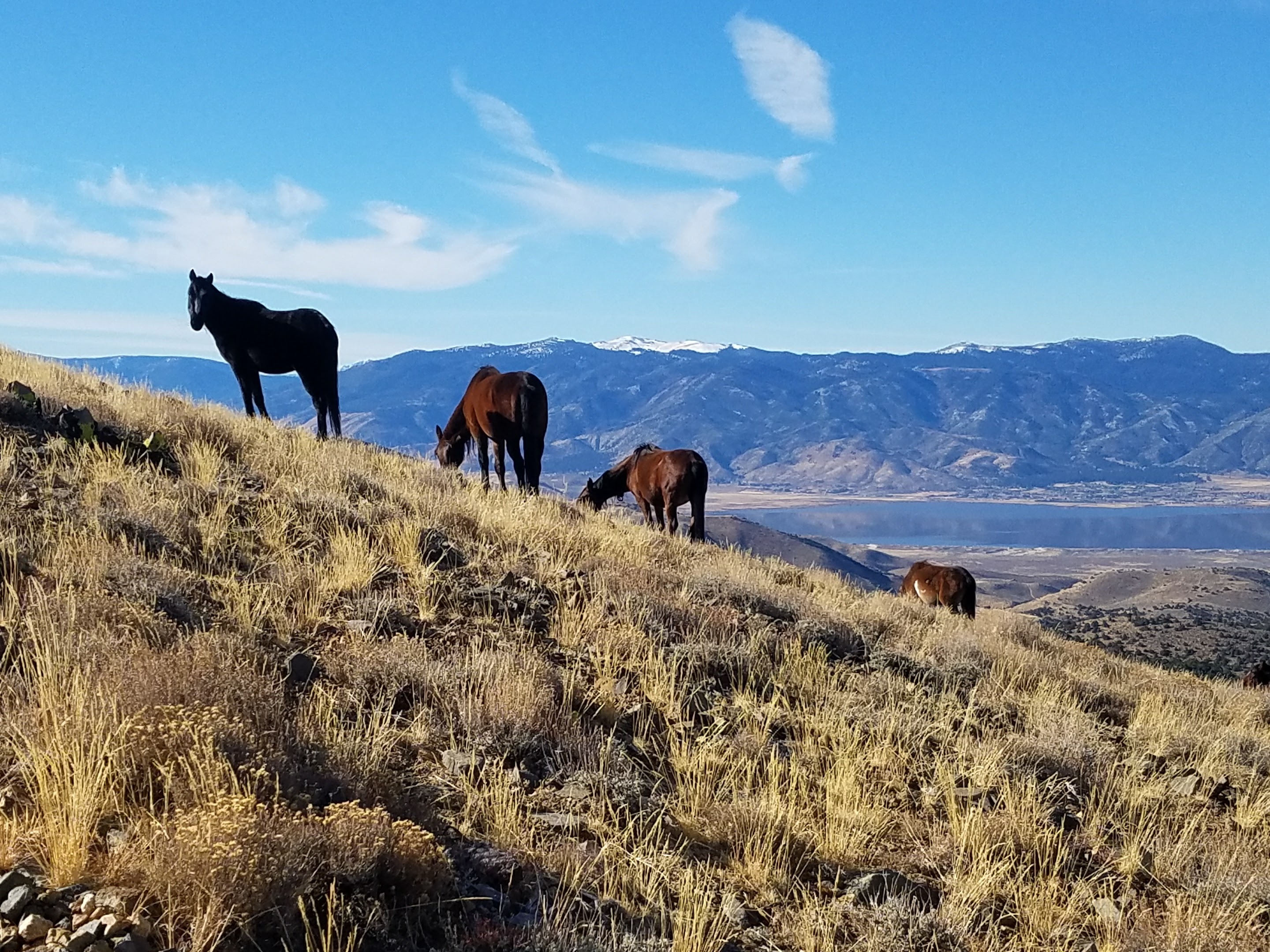 Mount Davidson, NV • Hike