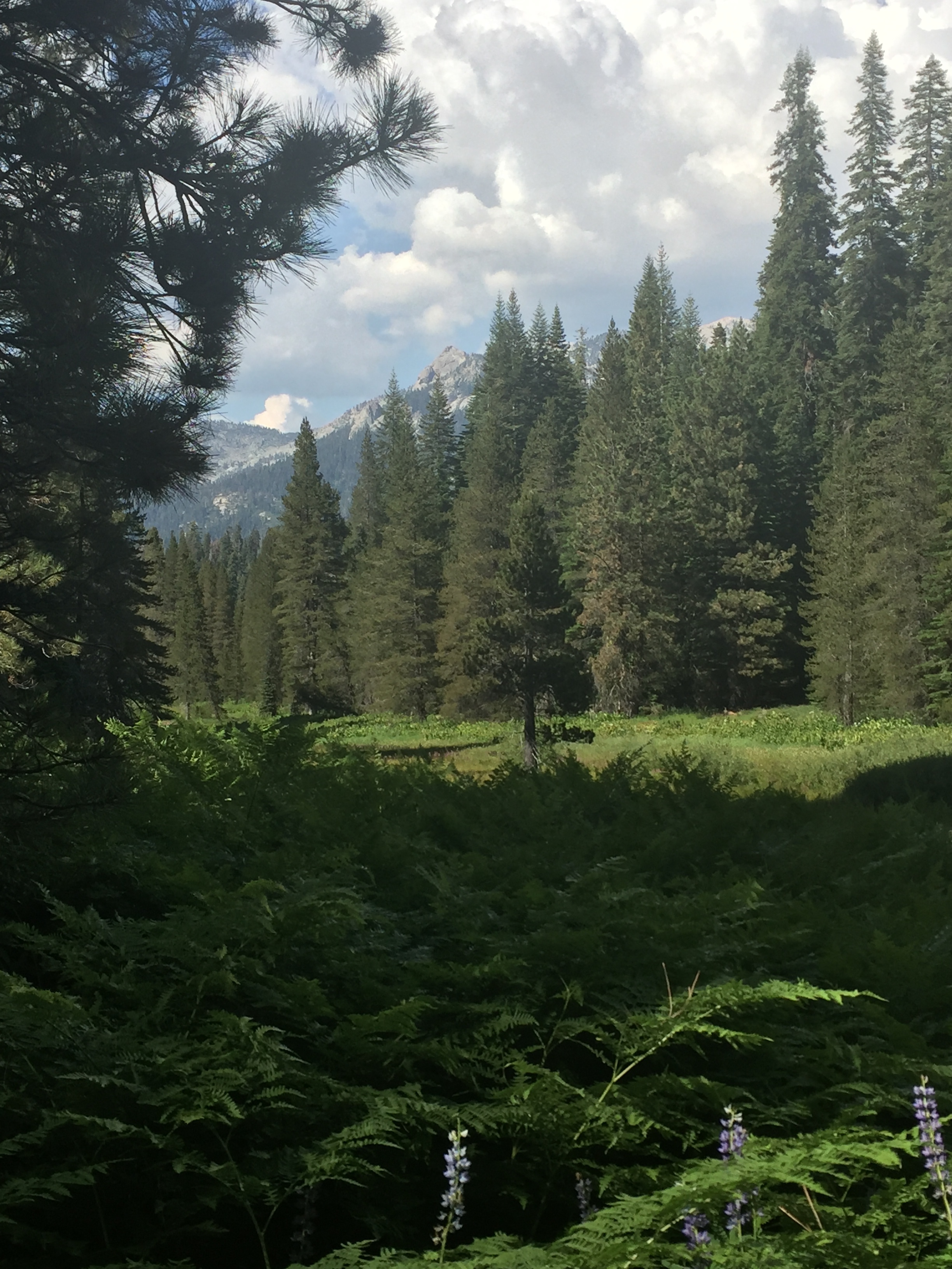 Long Meadow Loop Trail, CA • Hike