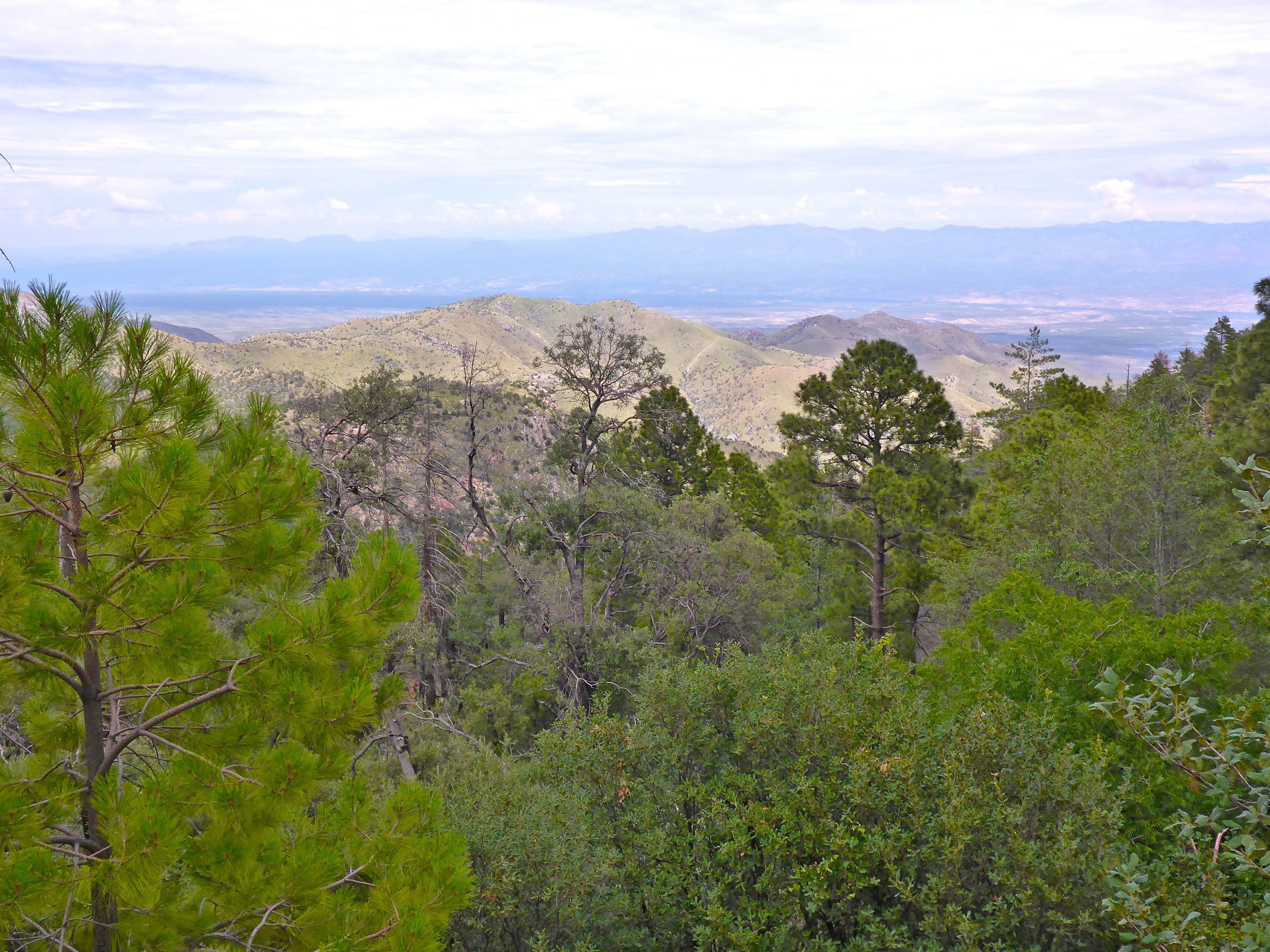 Maverick Spring Trail #704, AZ | HikeArizona