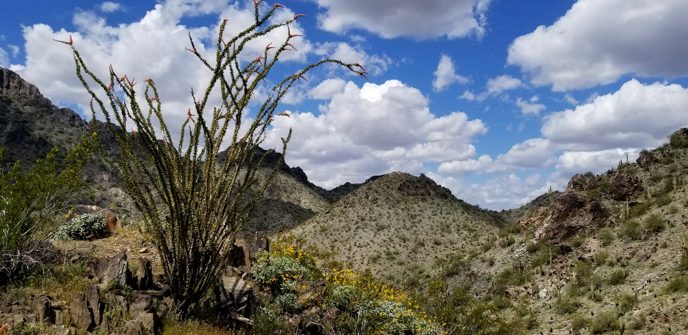 Ruth Hamilton Trail #8B, AZ | HikeArizona