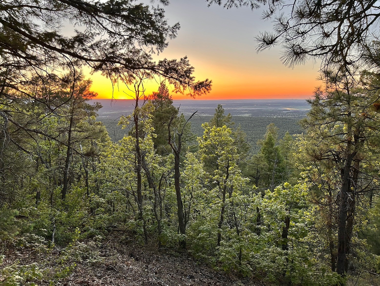 Porter Mountain - Pinetop, AZ | HikeArizona